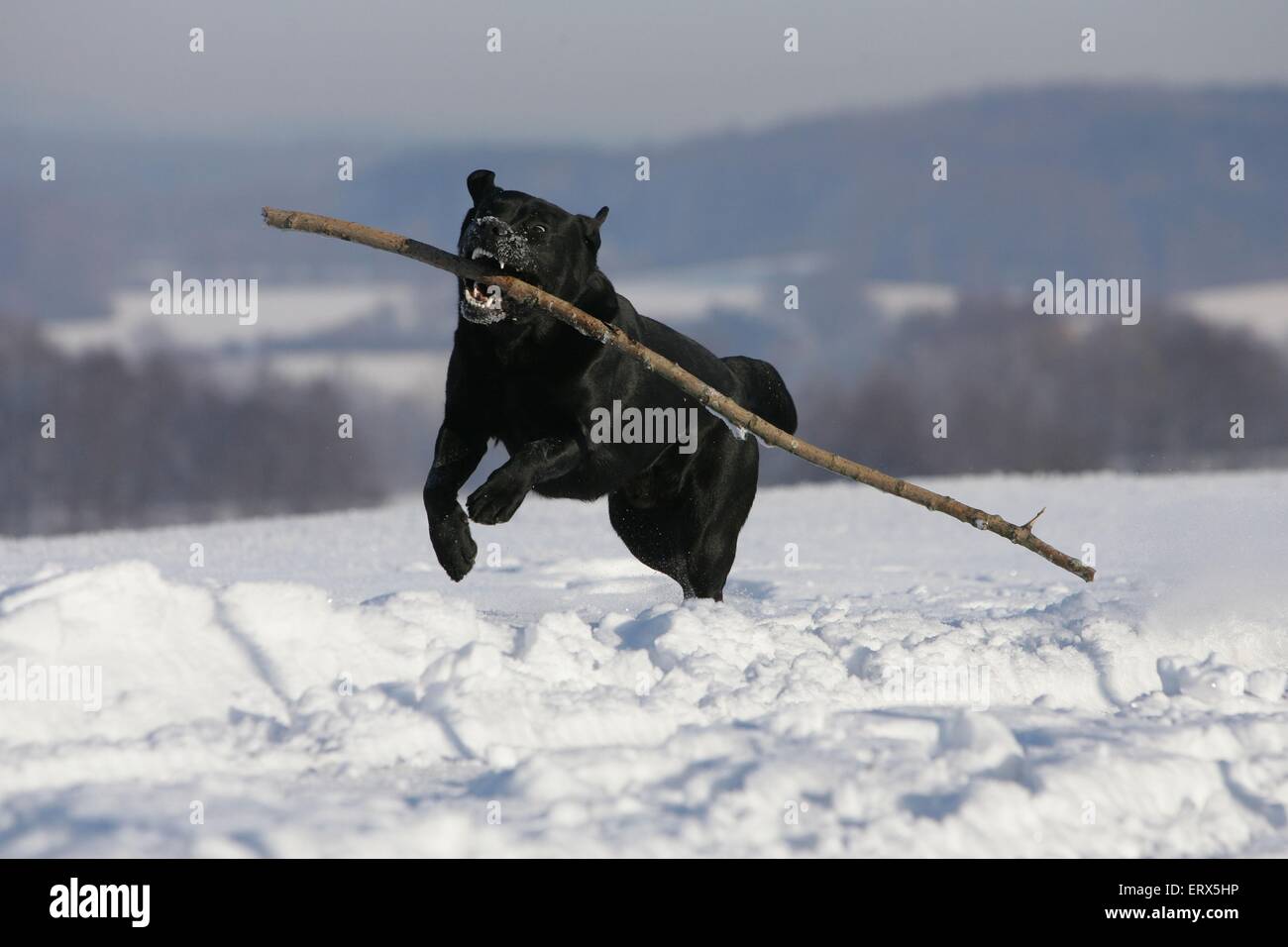 running Labrador Retriever Stock Photo - Alamy