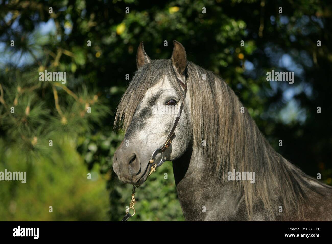 Pura Raza Espanola stallion Stock Photo - Alamy