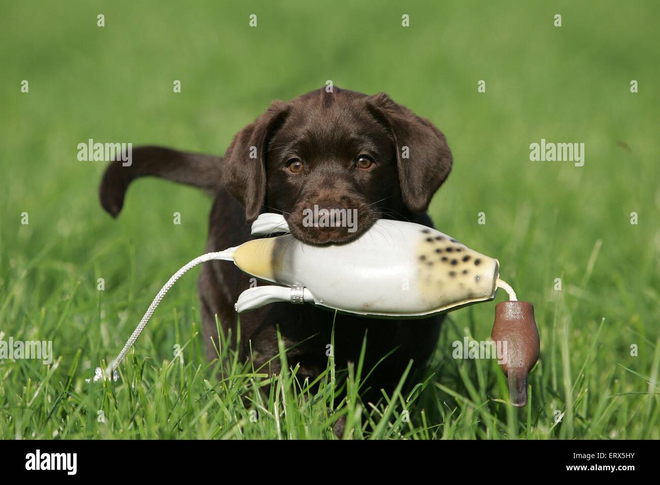 brown Labrador Puppy Stock Photo - Alamy