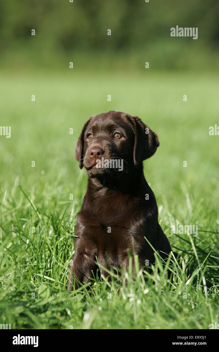 brown Labrador Puppy Stock Photo - Alamy