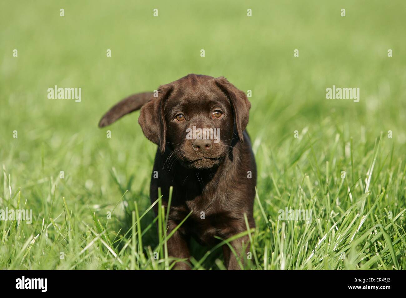 brown Labrador Puppy Stock Photo - Alamy