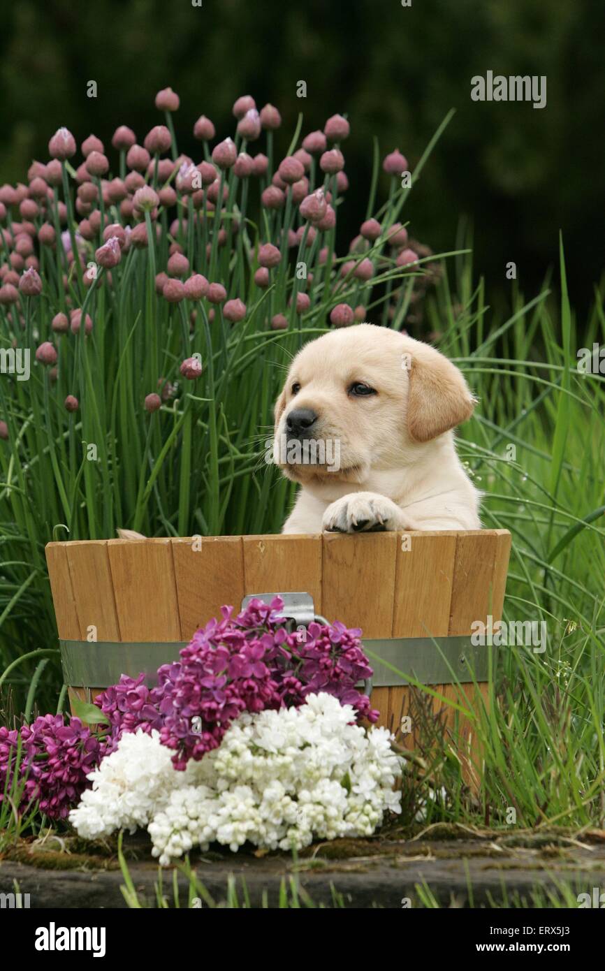 Labrador puppy yellow flowers hi-res stock photography and images - Alamy