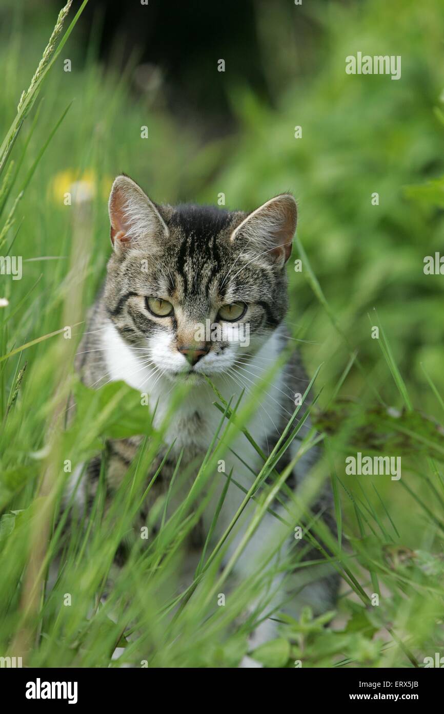 domestic cat in garden Stock Photo - Alamy