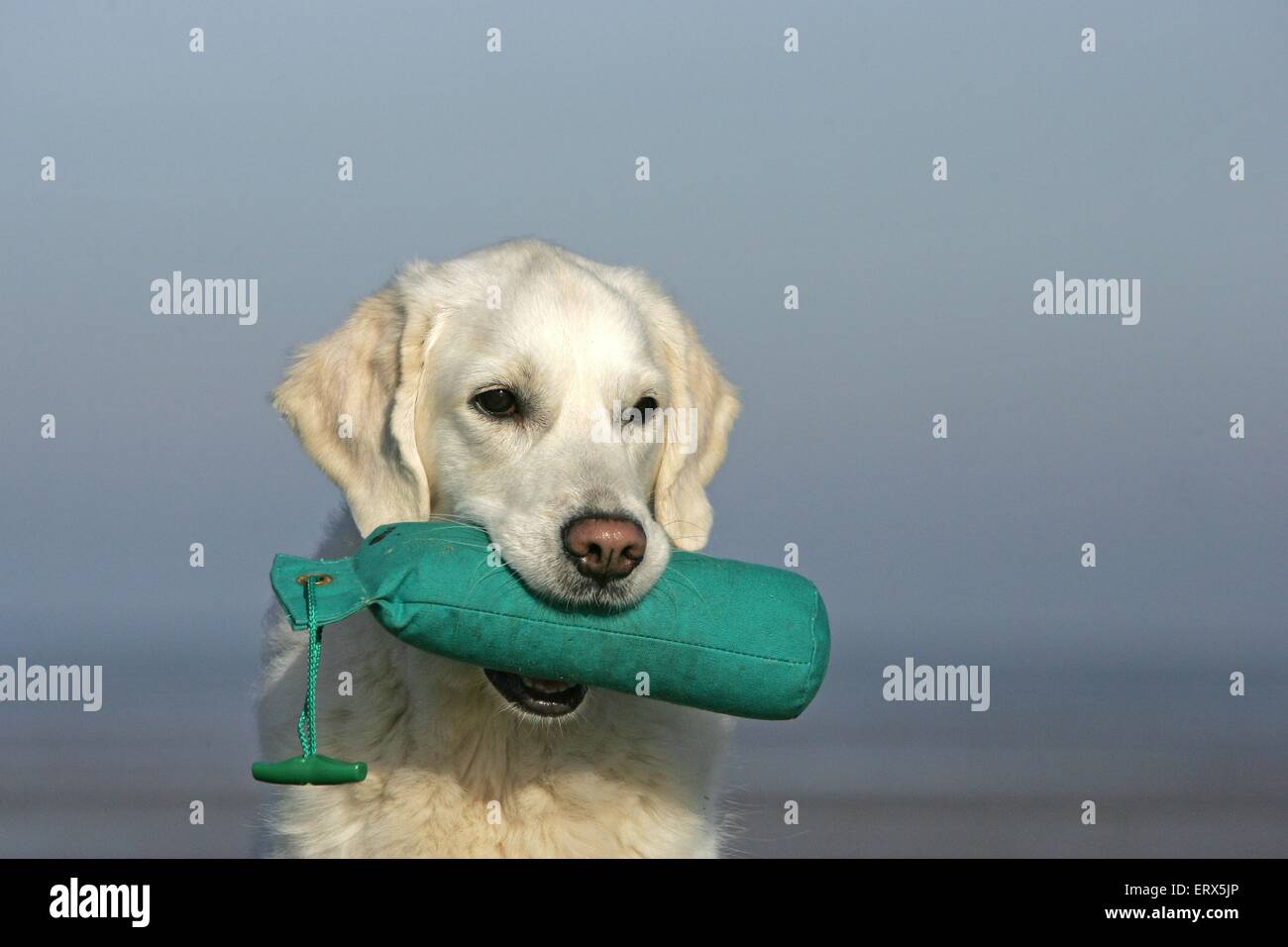 Golden Retriever with Dummy Stock Photo - Alamy