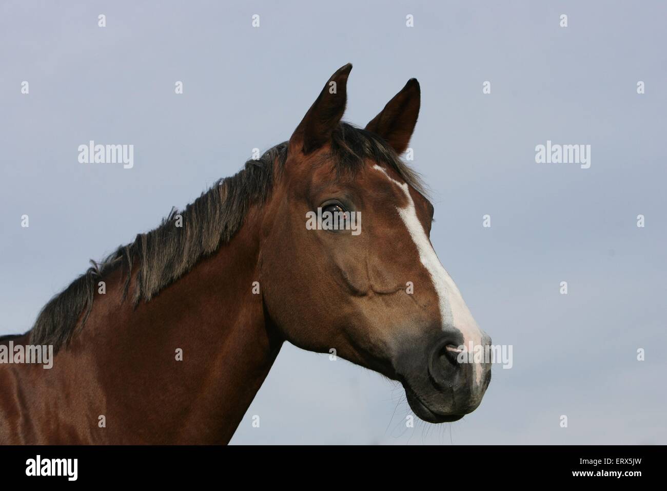 Trakehner Chestnut High Resolution Stock Photography and Images - Alamy