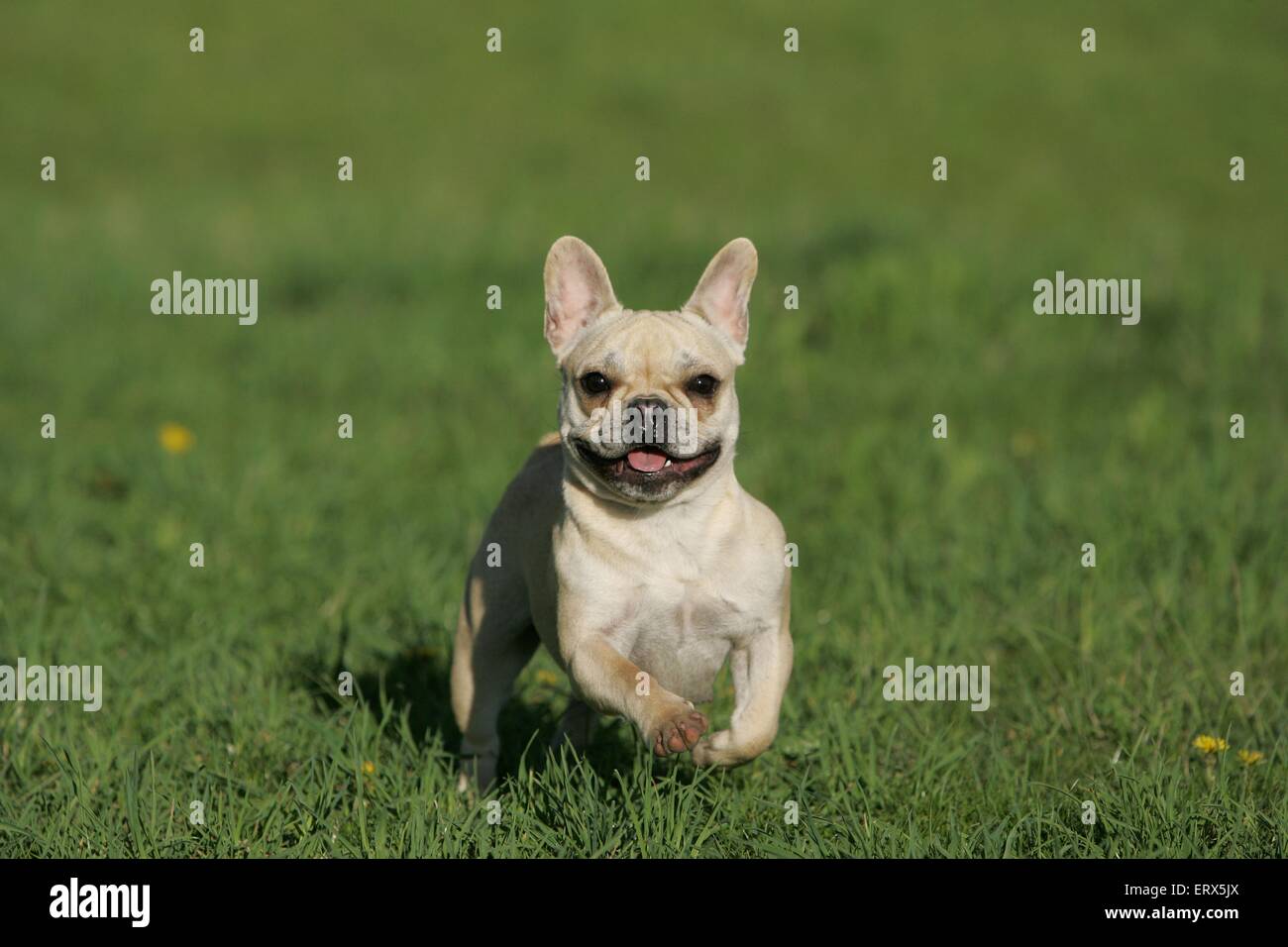 running french bulldog Stock Photo - Alamy
