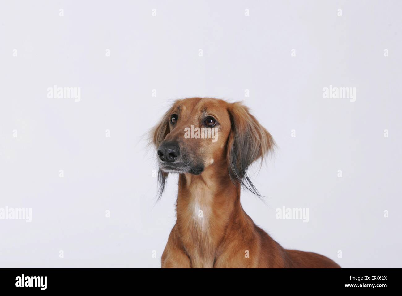White saluki hi-res stock photography and images - Alamy