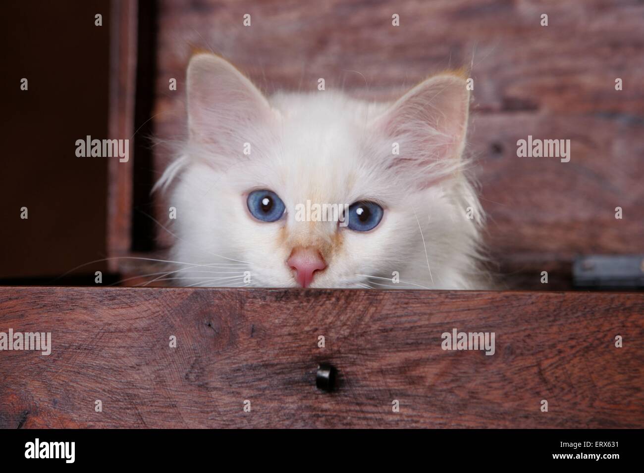 Cream birman cat hi-res stock photography and images - Alamy