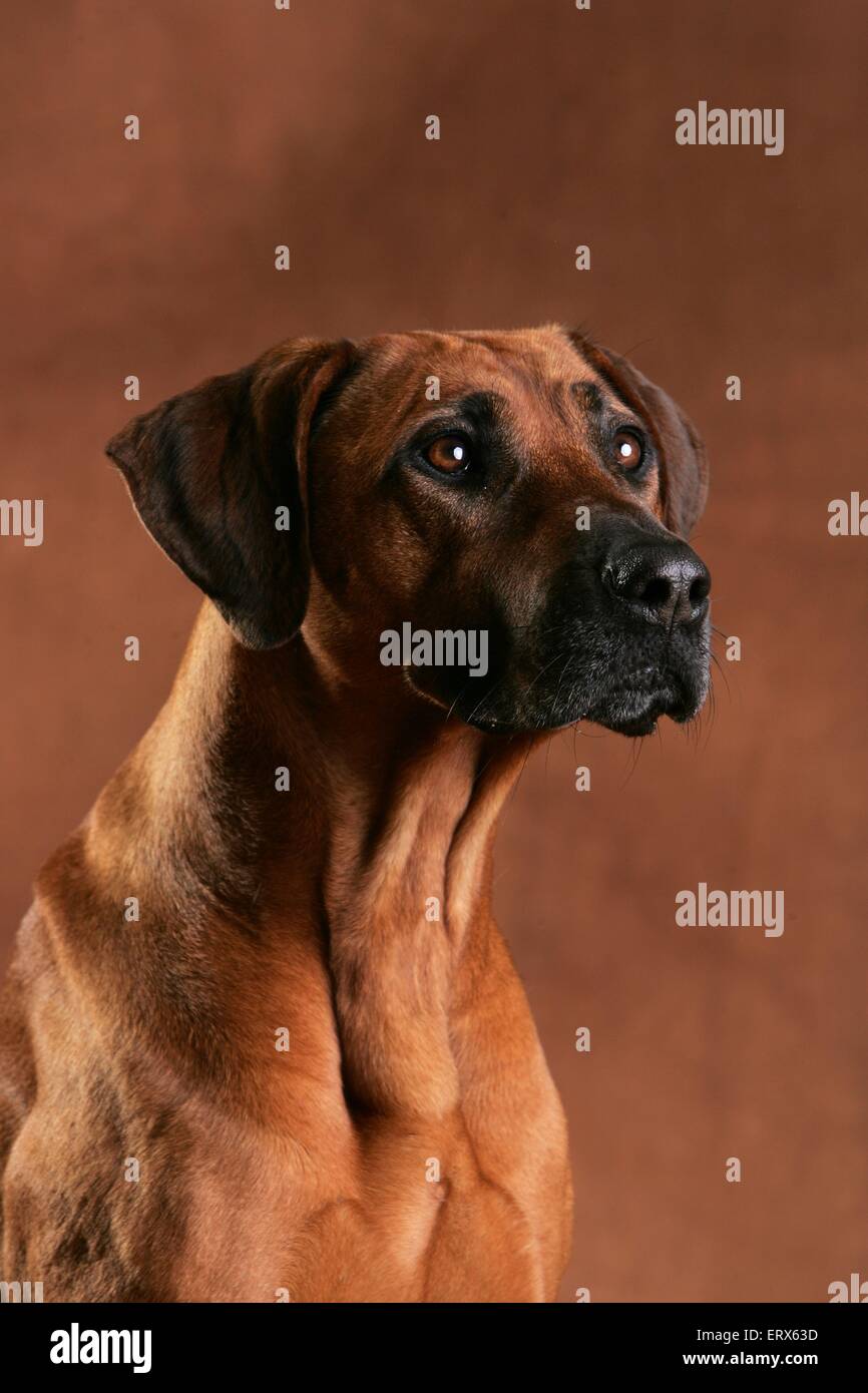 Rhodesian Ridgeback Portrait Stock Photo - Alamy