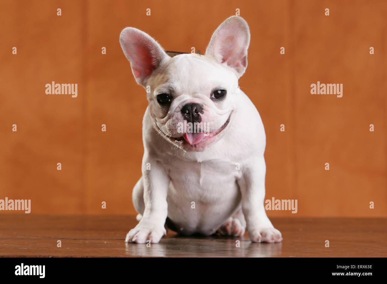 Light brown french bulldog white hi-res stock photography and images ...