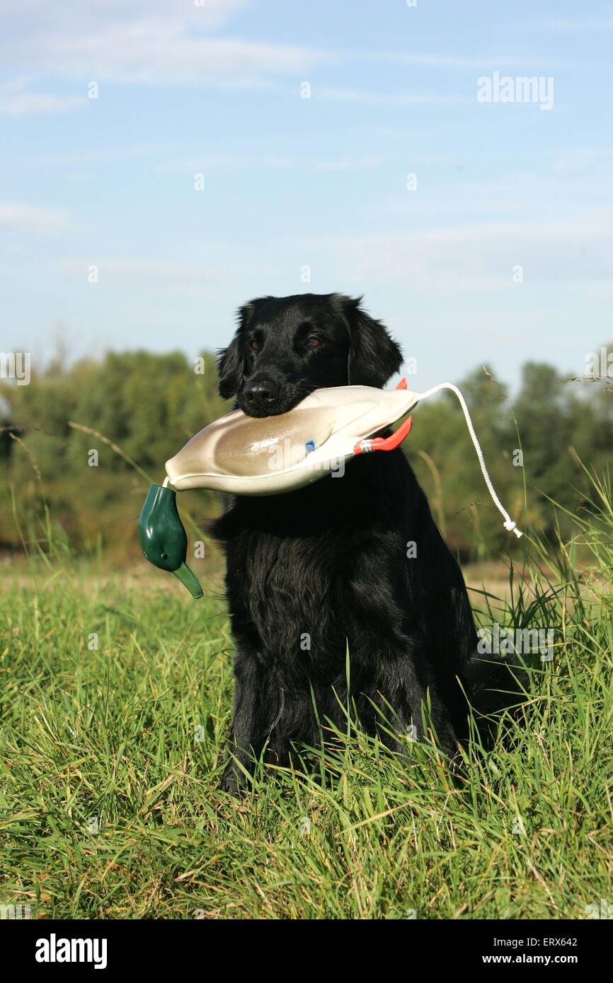 Flat Coated Retriever retrieves Dummy Stock Photo - Alamy