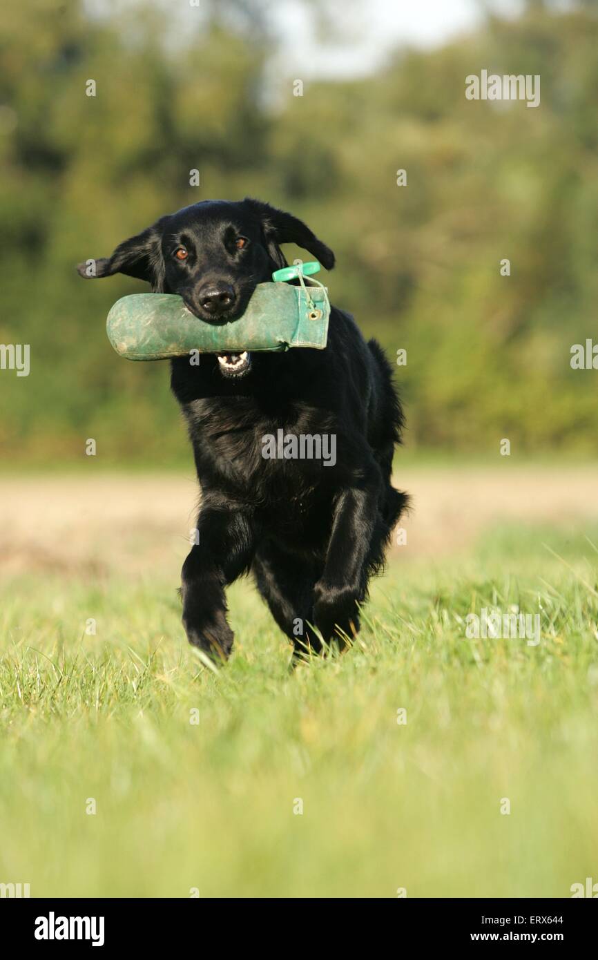 Flat Coated Retriever retrieves Dummy Stock Photo - Alamy