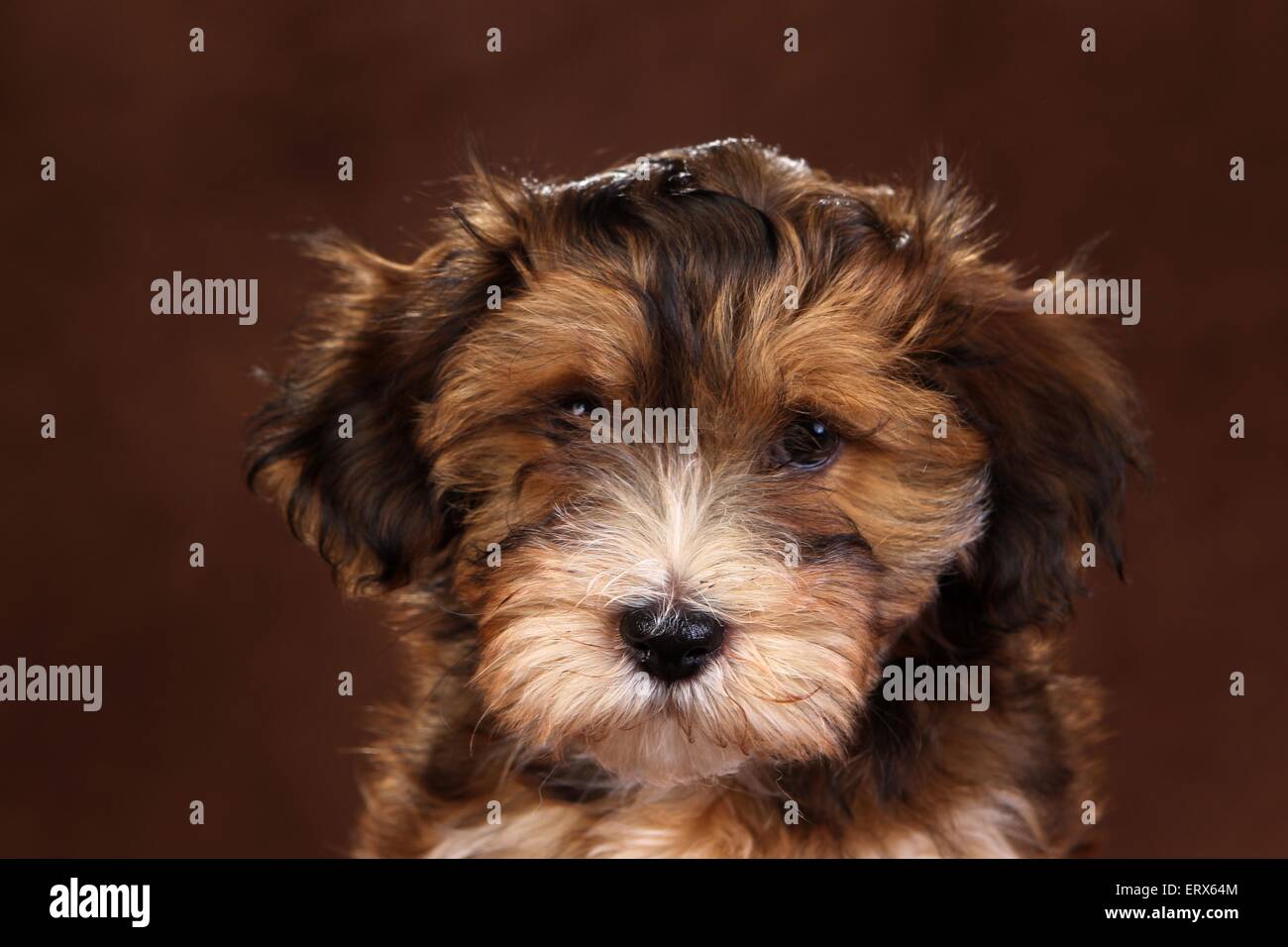 Havanese head hi-res stock photography and images - Alamy