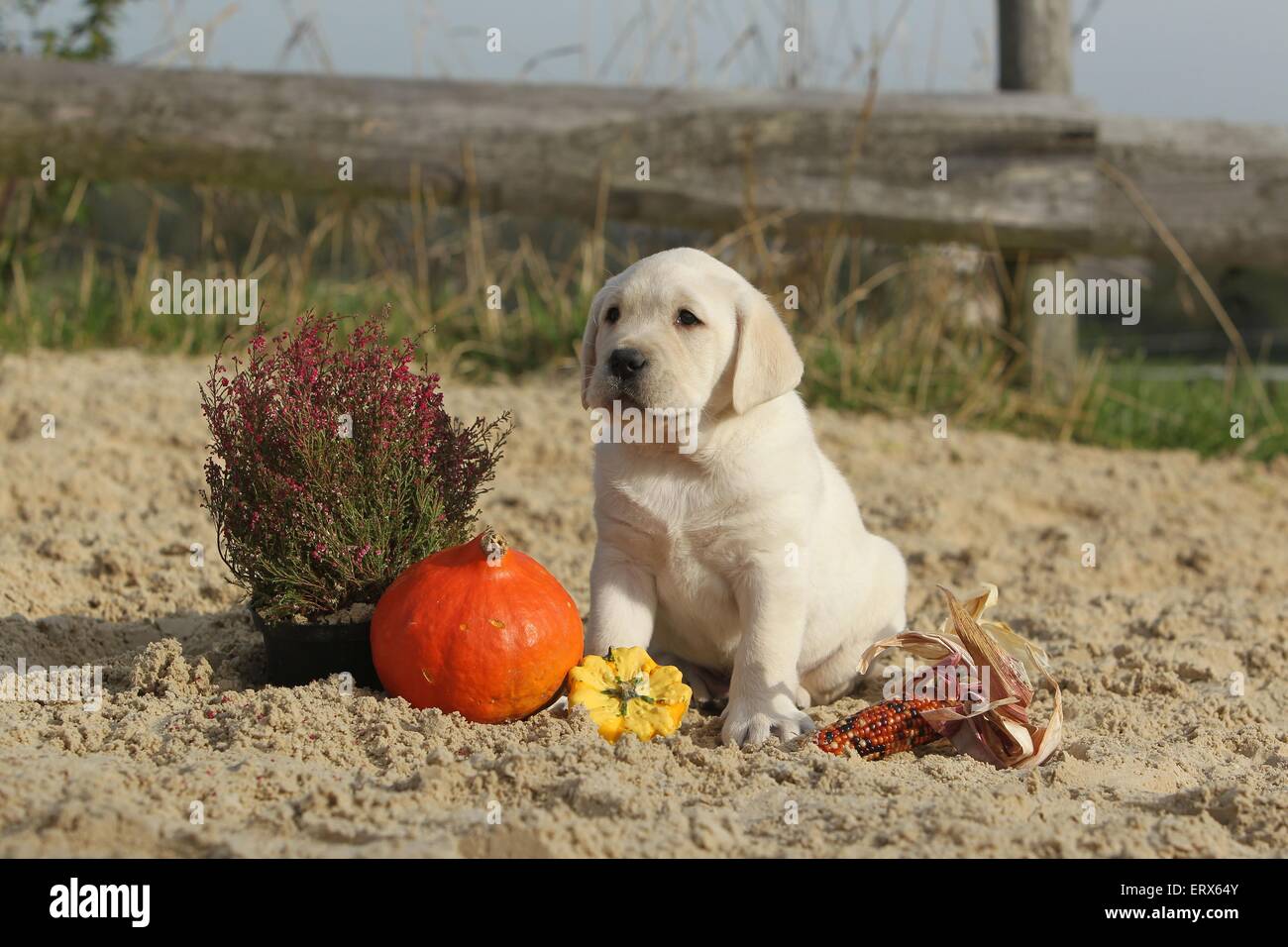 Labrador Retriever Puppy Stock Photo - Alamy