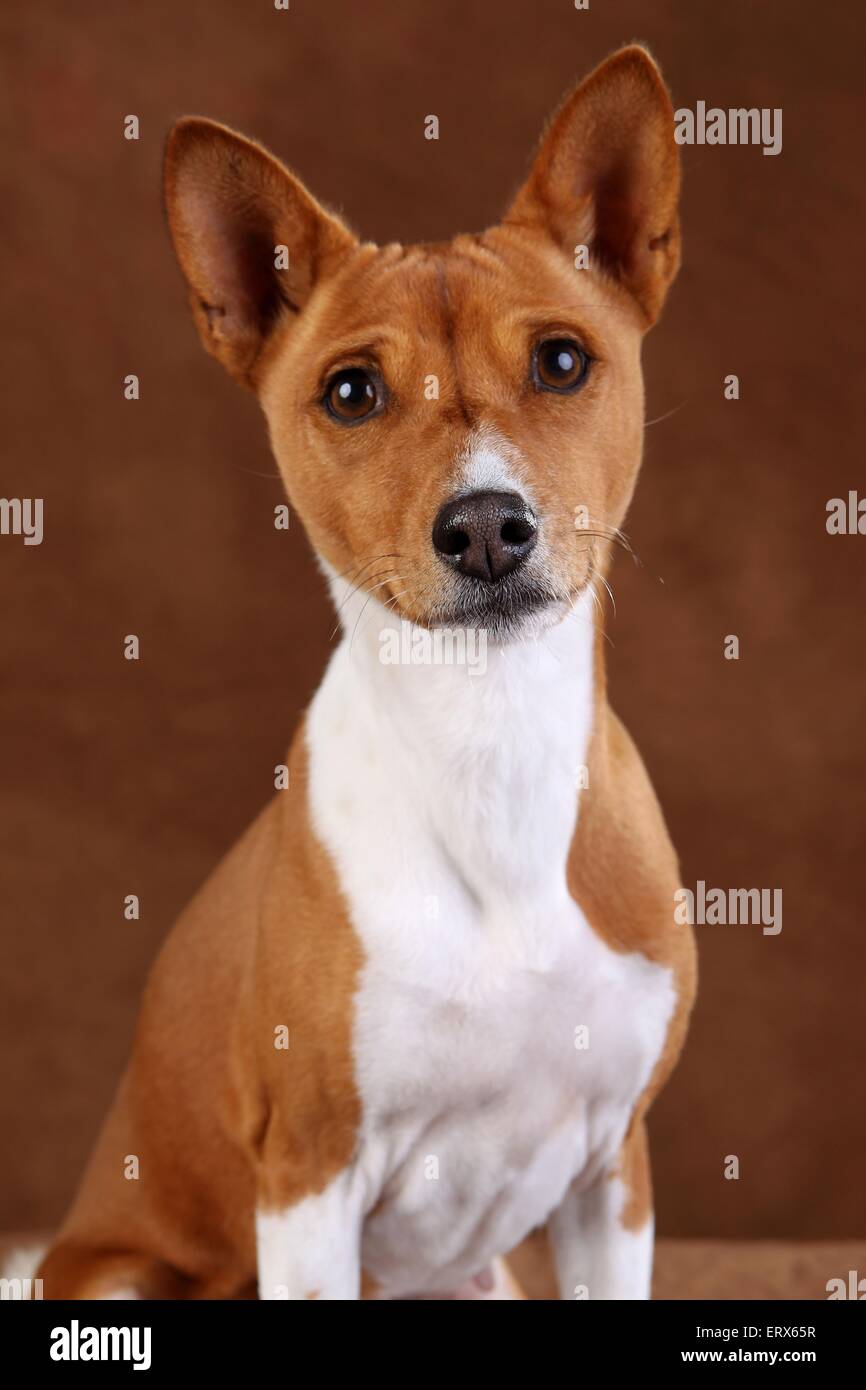 Tricolor Basenjis And Red