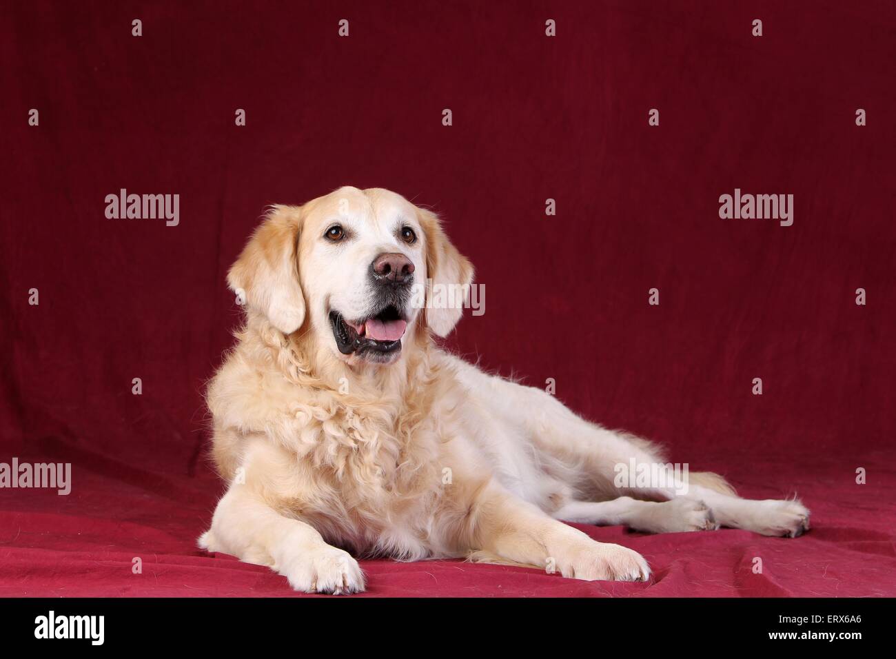 Red golden retriever hi-res stock photography and images - Alamy