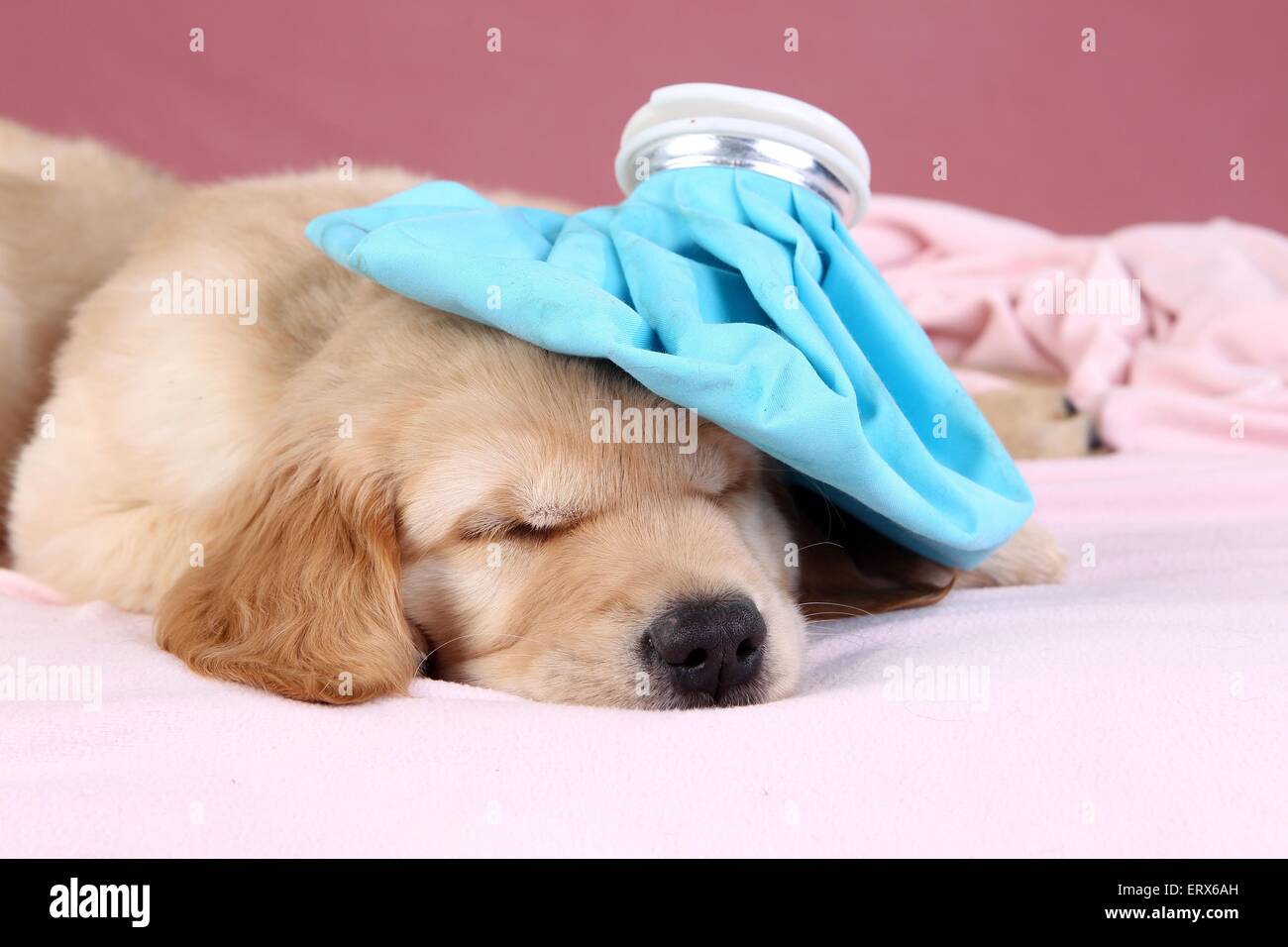 Sick puppy hi-res stock photography and images - Alamy