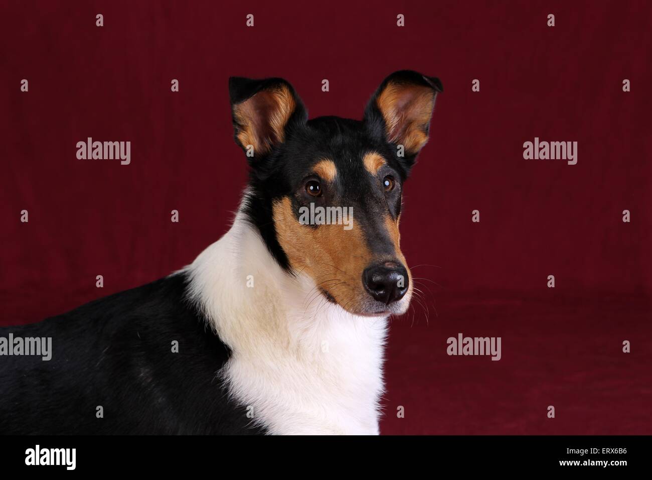 Shorthaired Collie High Resolution Stock Photography and Images - Alamy