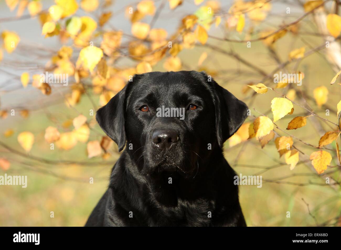 Labrador Retriever Portrait Stock Photo - Alamy