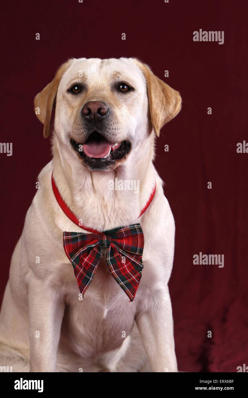 Labrador Retriever Portrait Stock Photo - Alamy