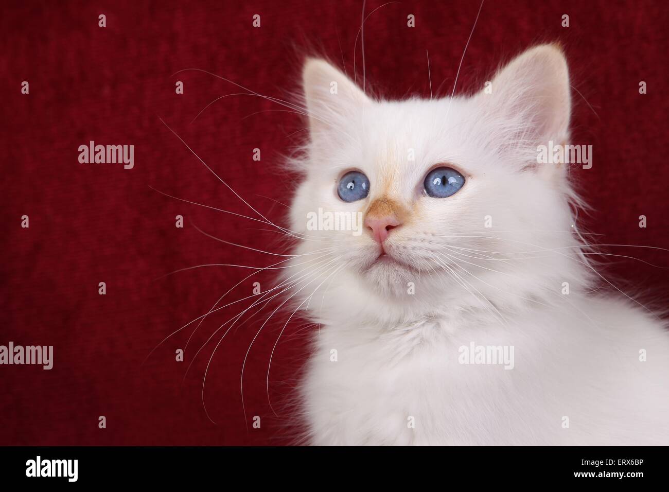 Red point birman kitten hi-res stock photography and images - Alamy