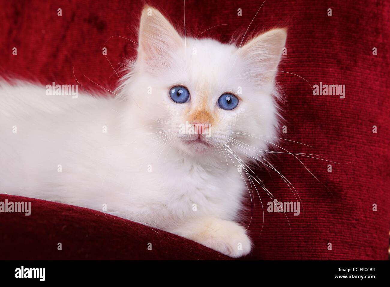 Red point birman kitten hi-res stock photography and images - Alamy
