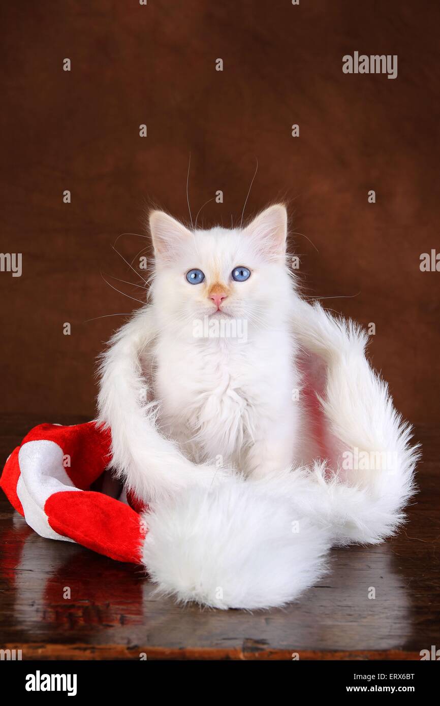 Red point birman hi-res stock photography and images - Alamy