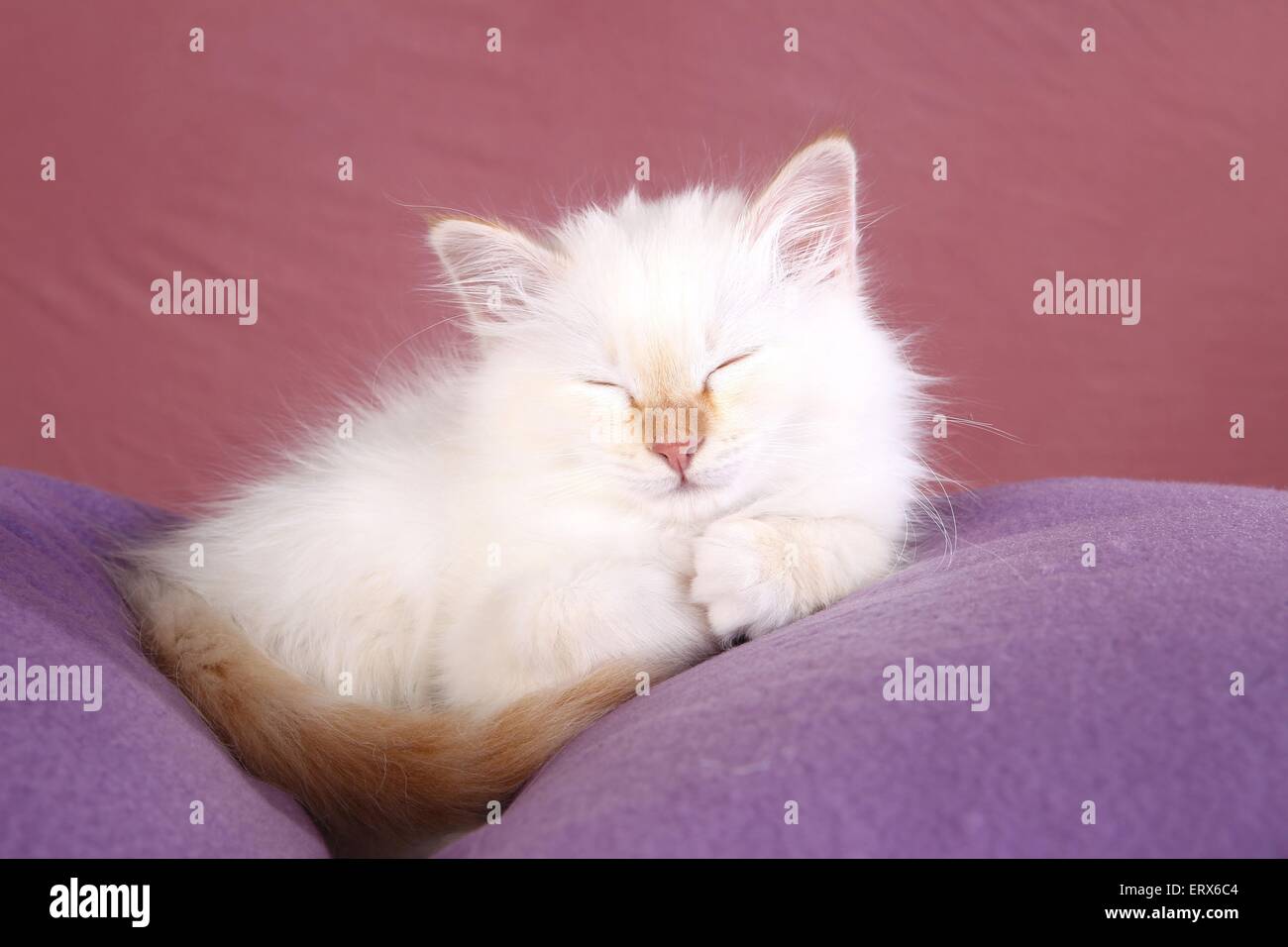 Sacred Birman Kitten Stock Photo - Alamy