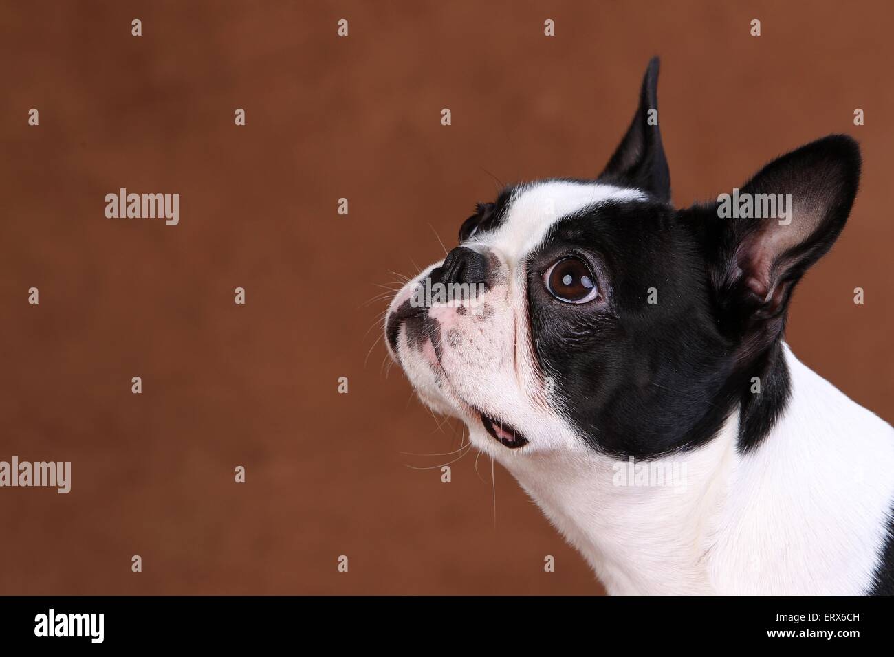Boston Terrier Portrait Stock Photo - Alamy