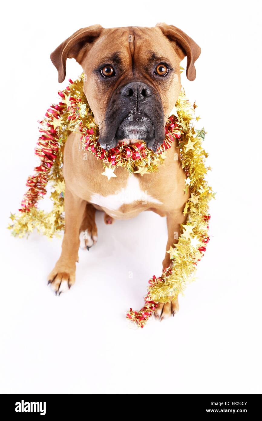 Boxer boxers Cut Out Stock Images & Pictures - Alamy