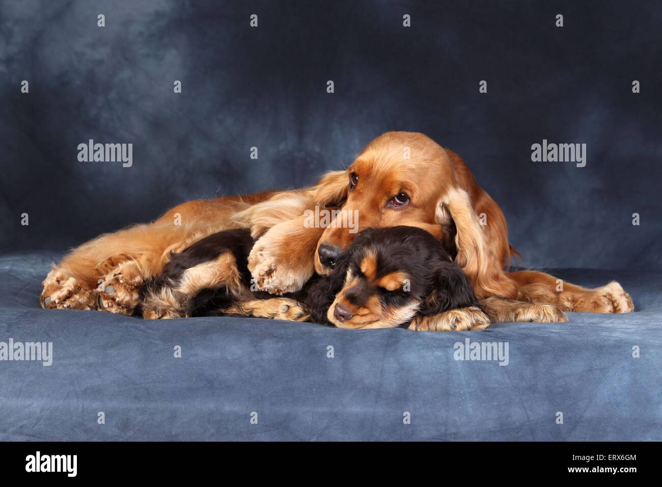 sleeping English Cocker Spaniel Stock Photo - Alamy