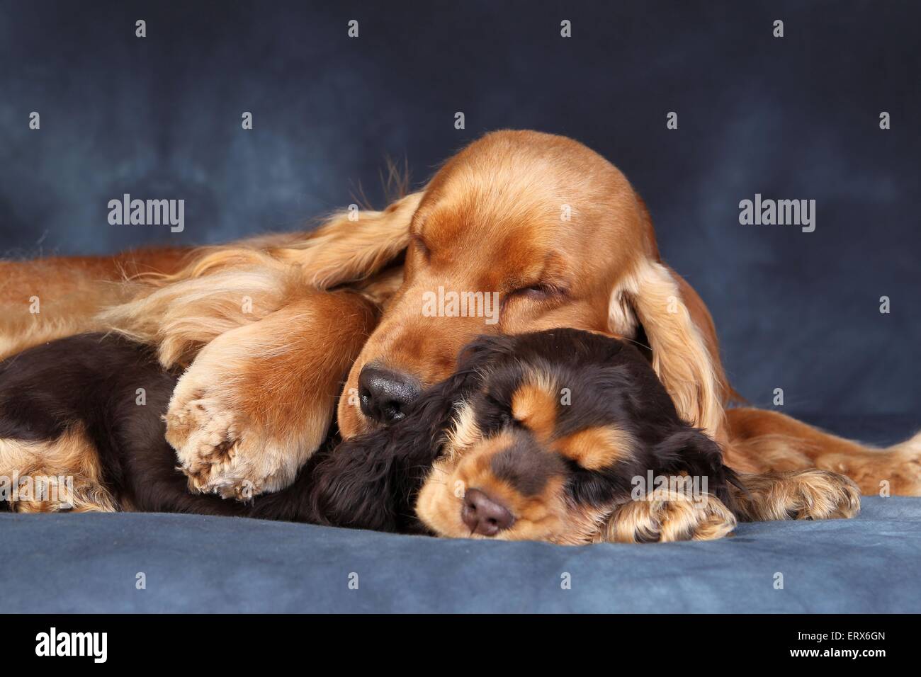 sleeping English Cocker Spaniel Stock Photo - Alamy