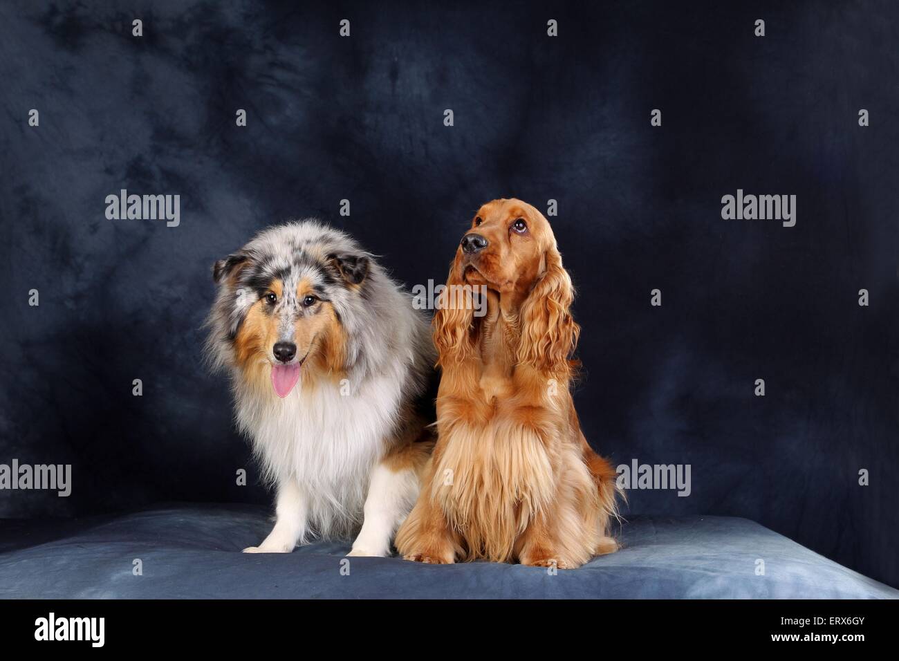 British gundogs hi-res stock photography and images - Alamy