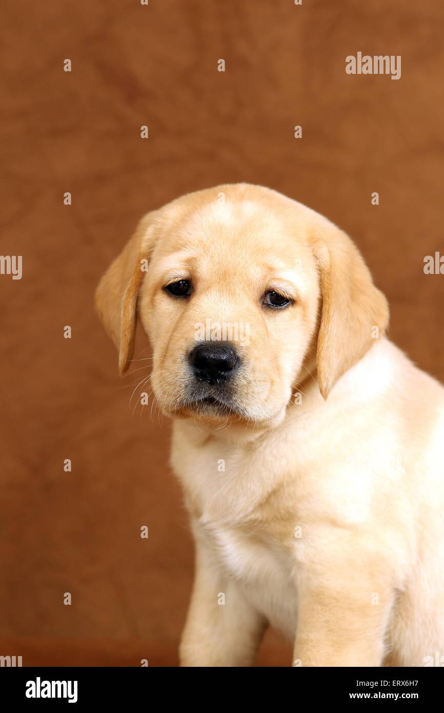 Labrador Retriever Puppy Stock Photo - Alamy