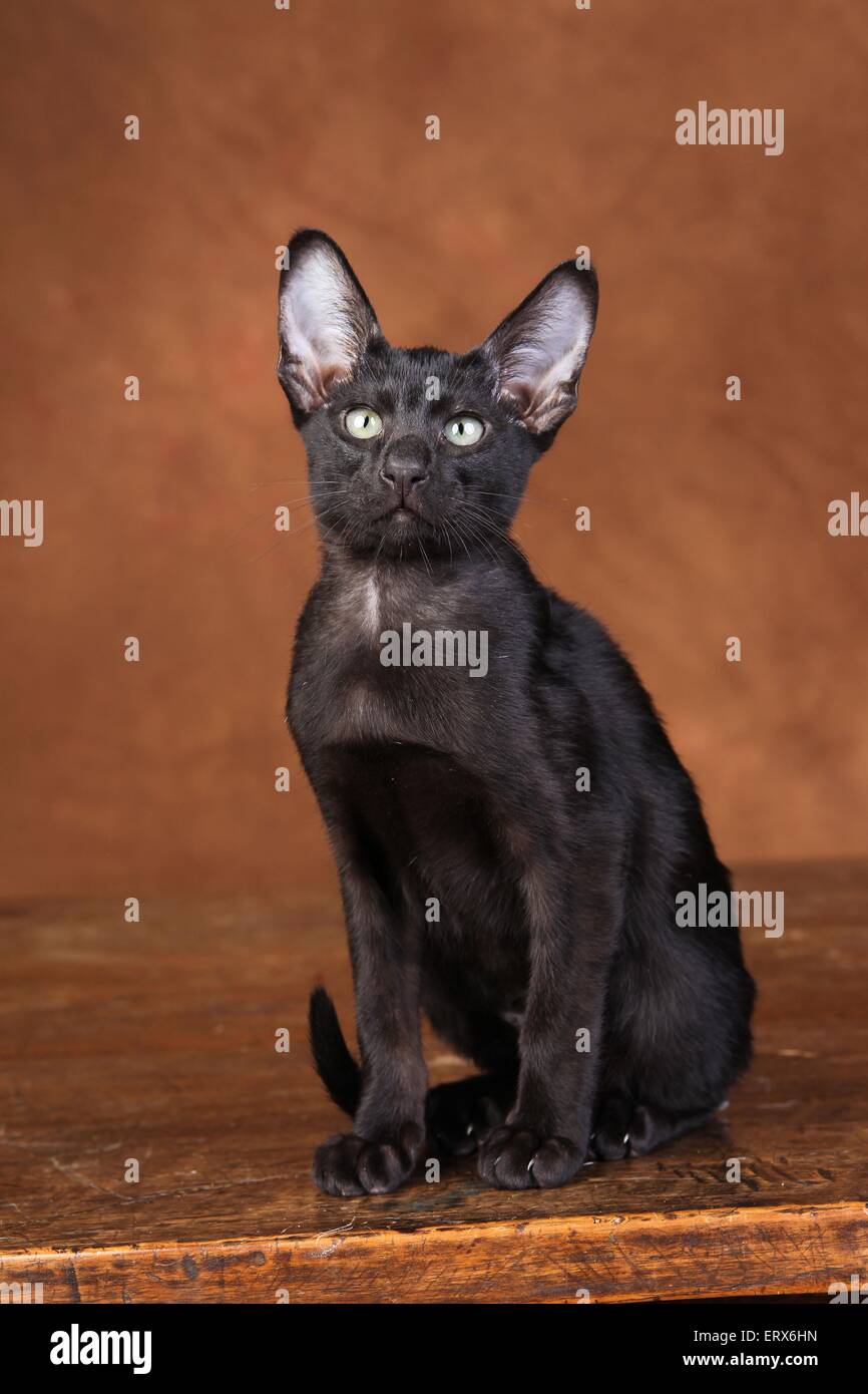 Oriental shorthair cat hi-res stock photography and images - Alamy