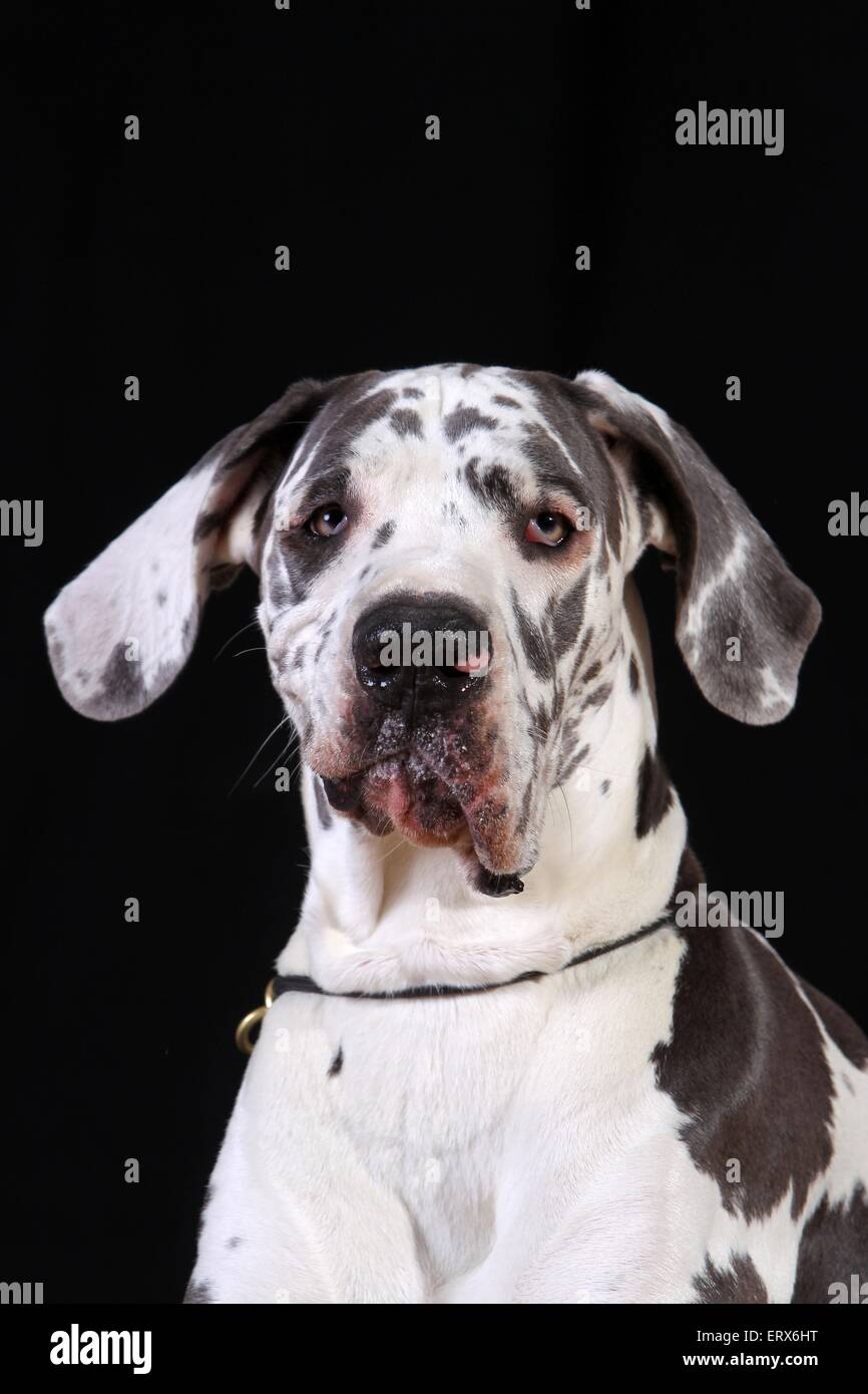 Great Dane Portrait Stock Photo - Alamy
