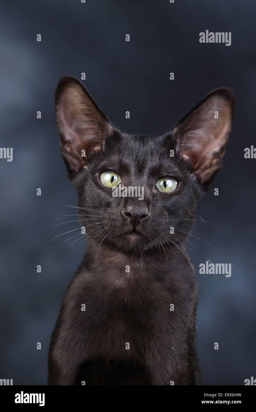 Oriental shorthair hi-res stock photography and images - Alamy