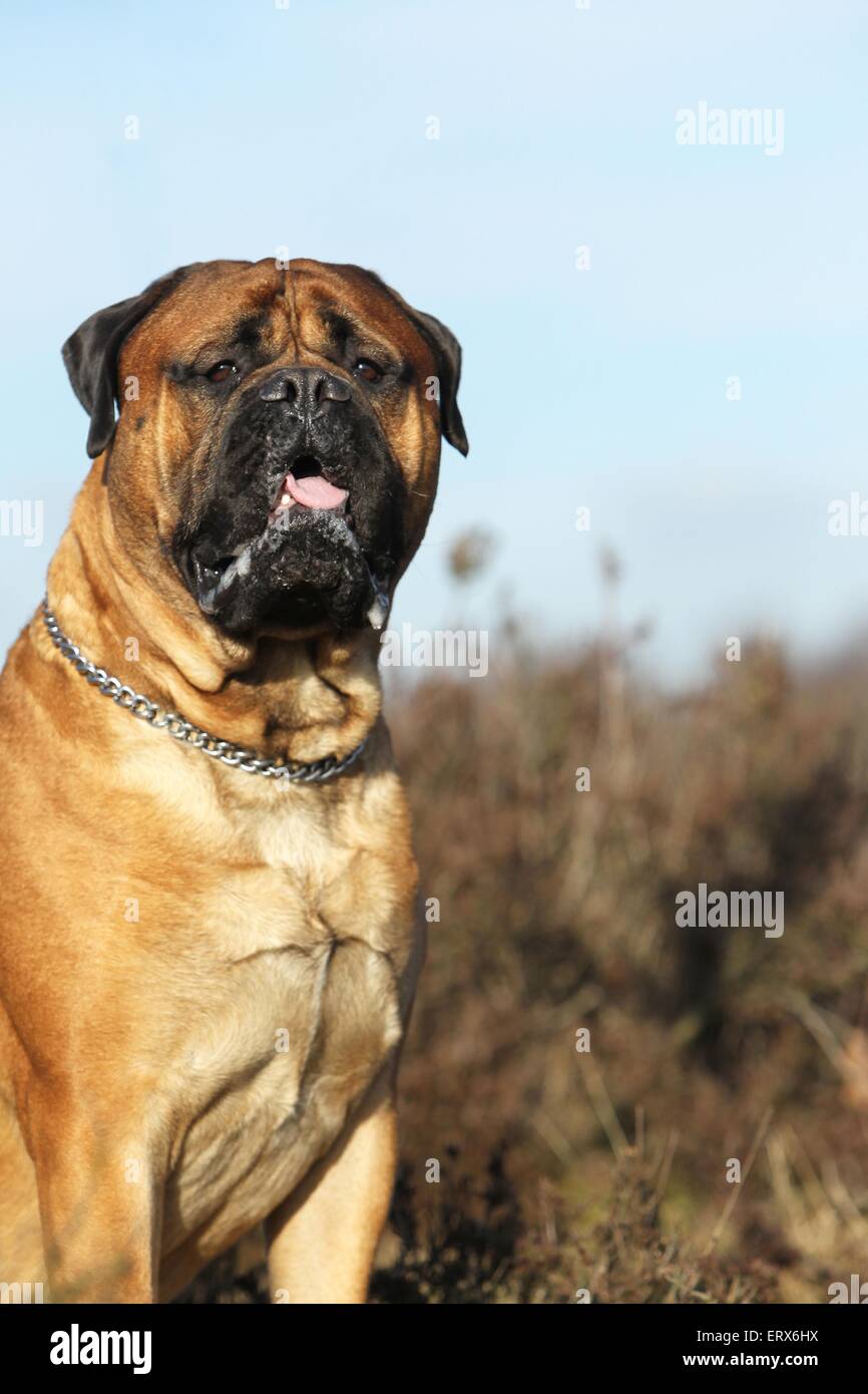 Mastiff and bullmastiff dogs hi-res stock photography and images - Alamy