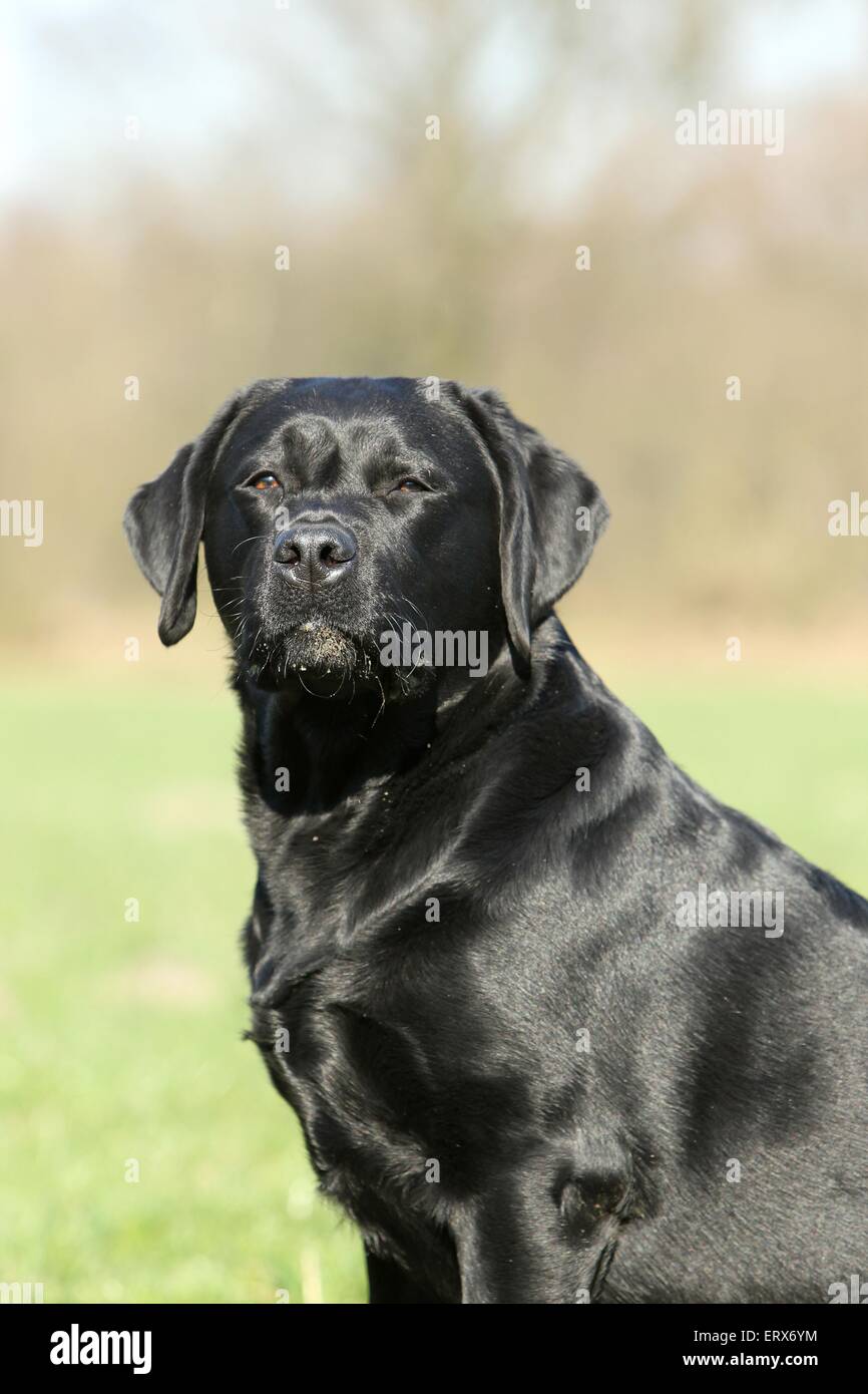 Labrador Retriever Portrait Stock Photo - Alamy