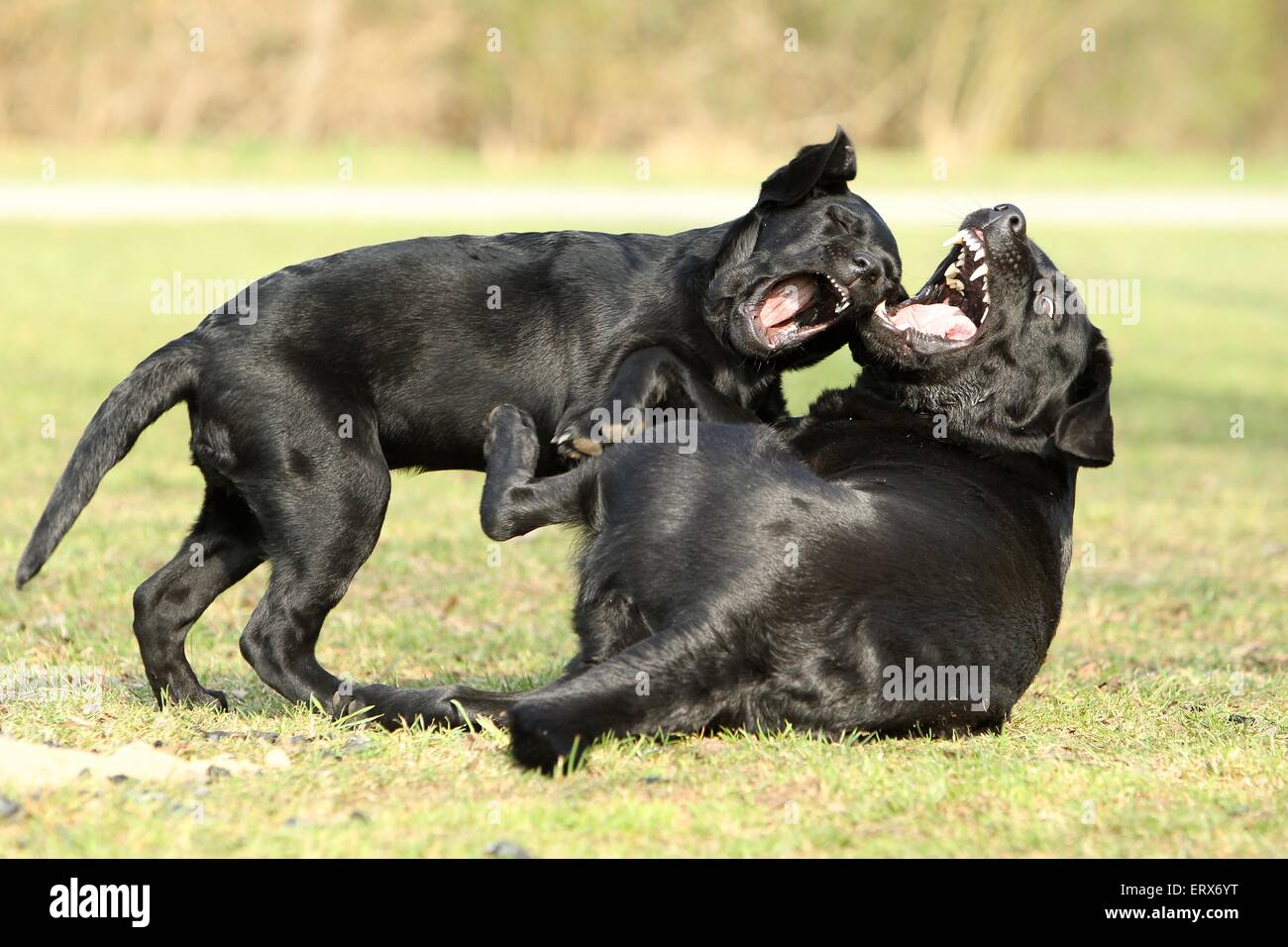 playing Labrador Retriever Stock Photo - Alamy