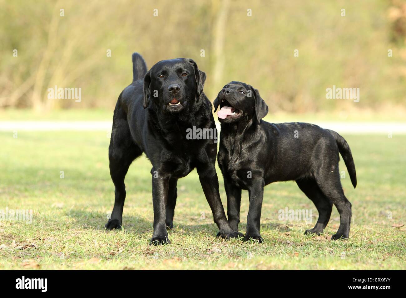 Black labrador retriever two standing hi-res stock photography and ...