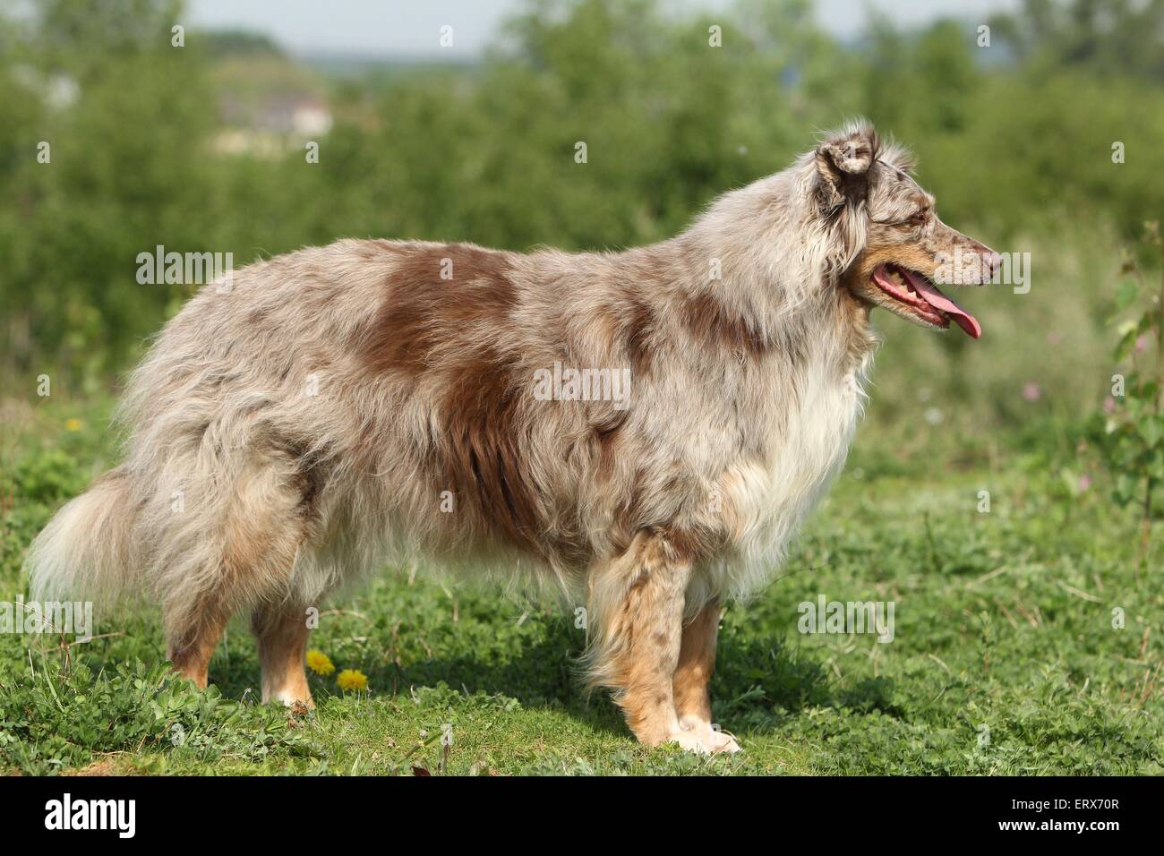 Australian shepherd profile tongue hi-res stock photography and images ...