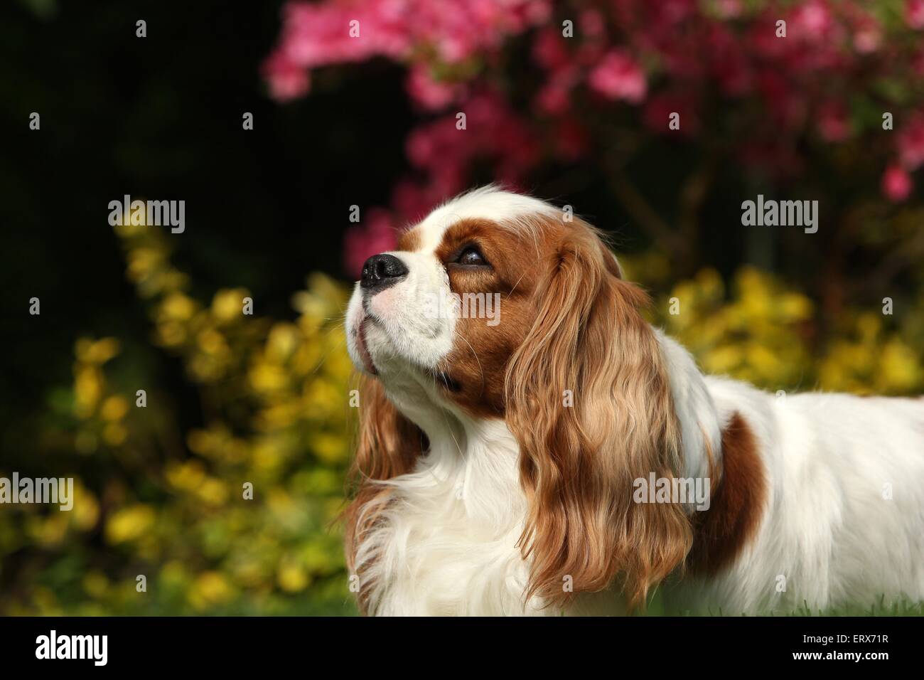 Cavalier King Charles Spaniel Portrait Stock Photo - Alamy