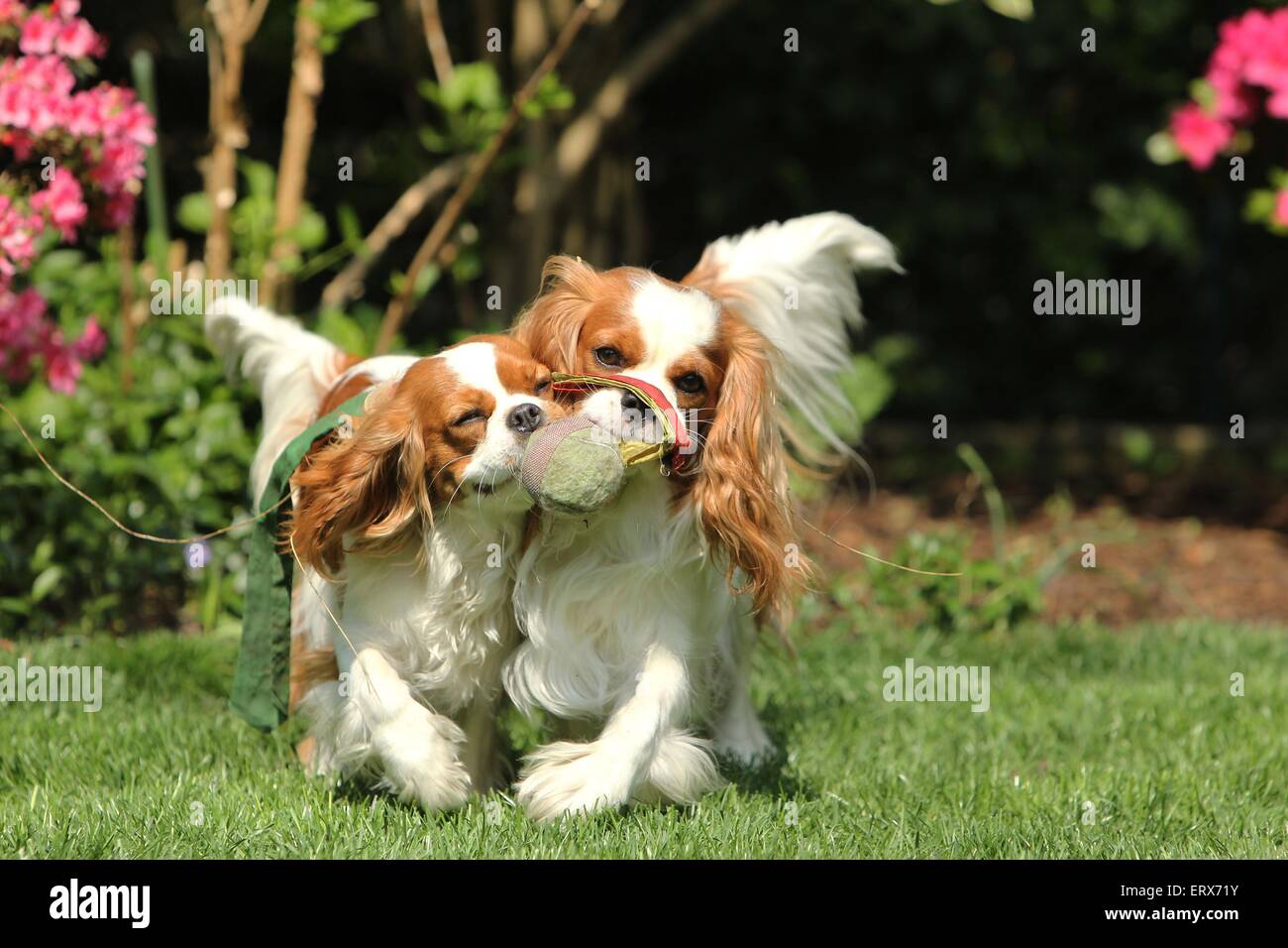 playing Cavalier King Charles Spaniel Stock Photo - Alamy