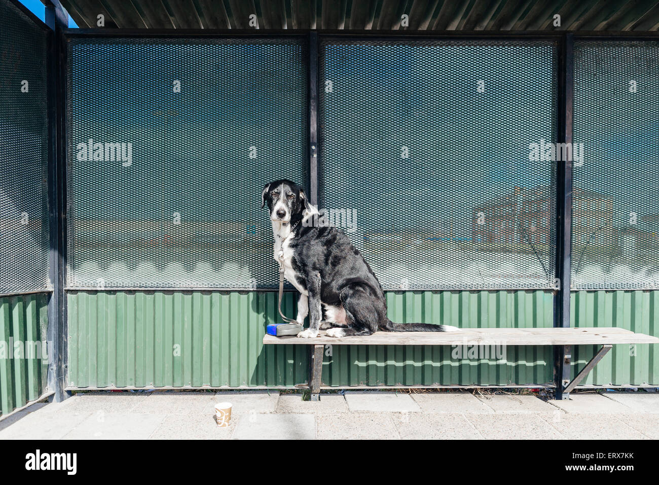 Dog breeds multiple hi-res stock photography and images - Alamy