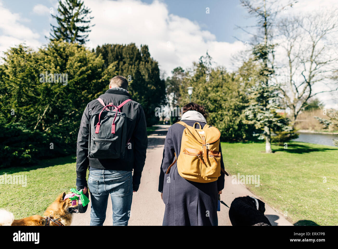 Rear view of dogs hi-res stock photography and images - Alamy