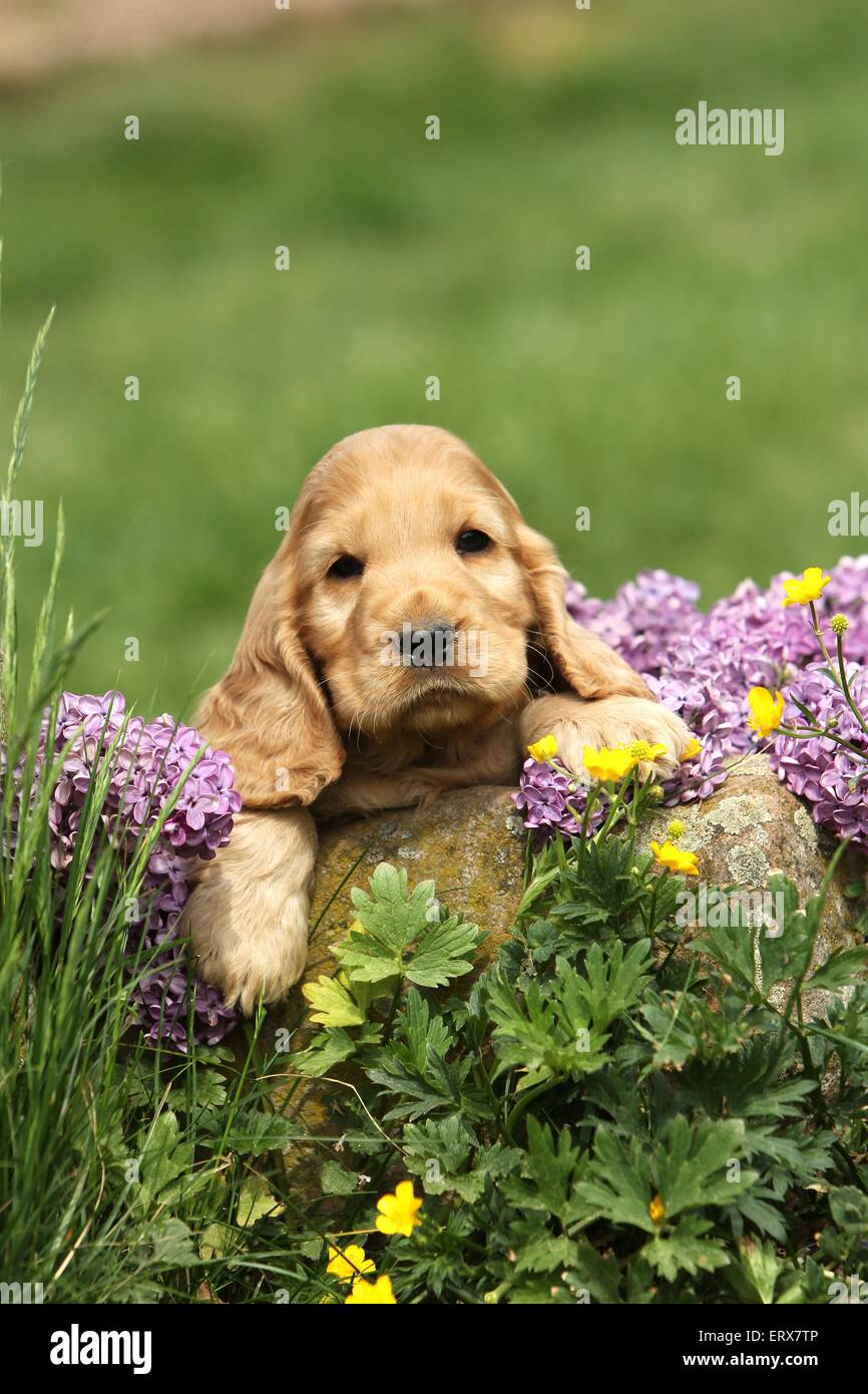 Cocker spaniel flowers hi-res stock photography and images - Alamy