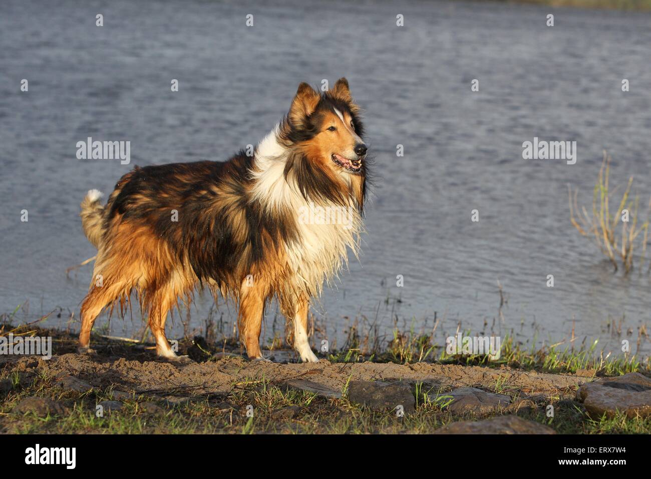 old longhaired Collie Stock Photo - Alamy