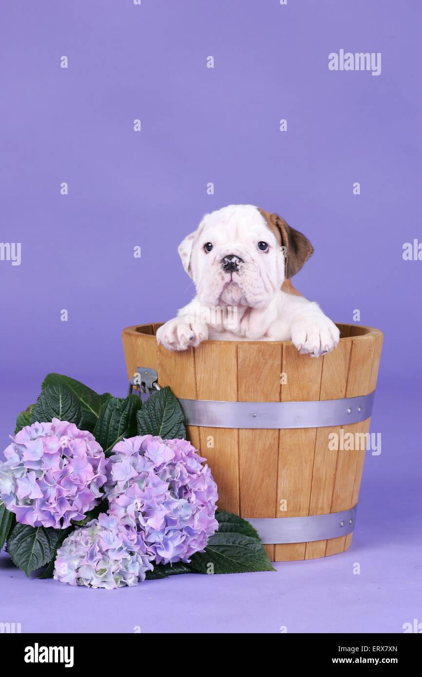 English bulldog flower hi-res stock photography and images - Alamy