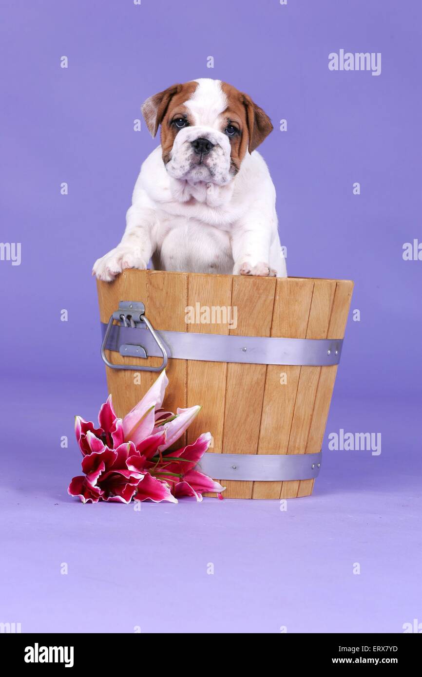 English bulldog flower hi-res stock photography and images - Alamy